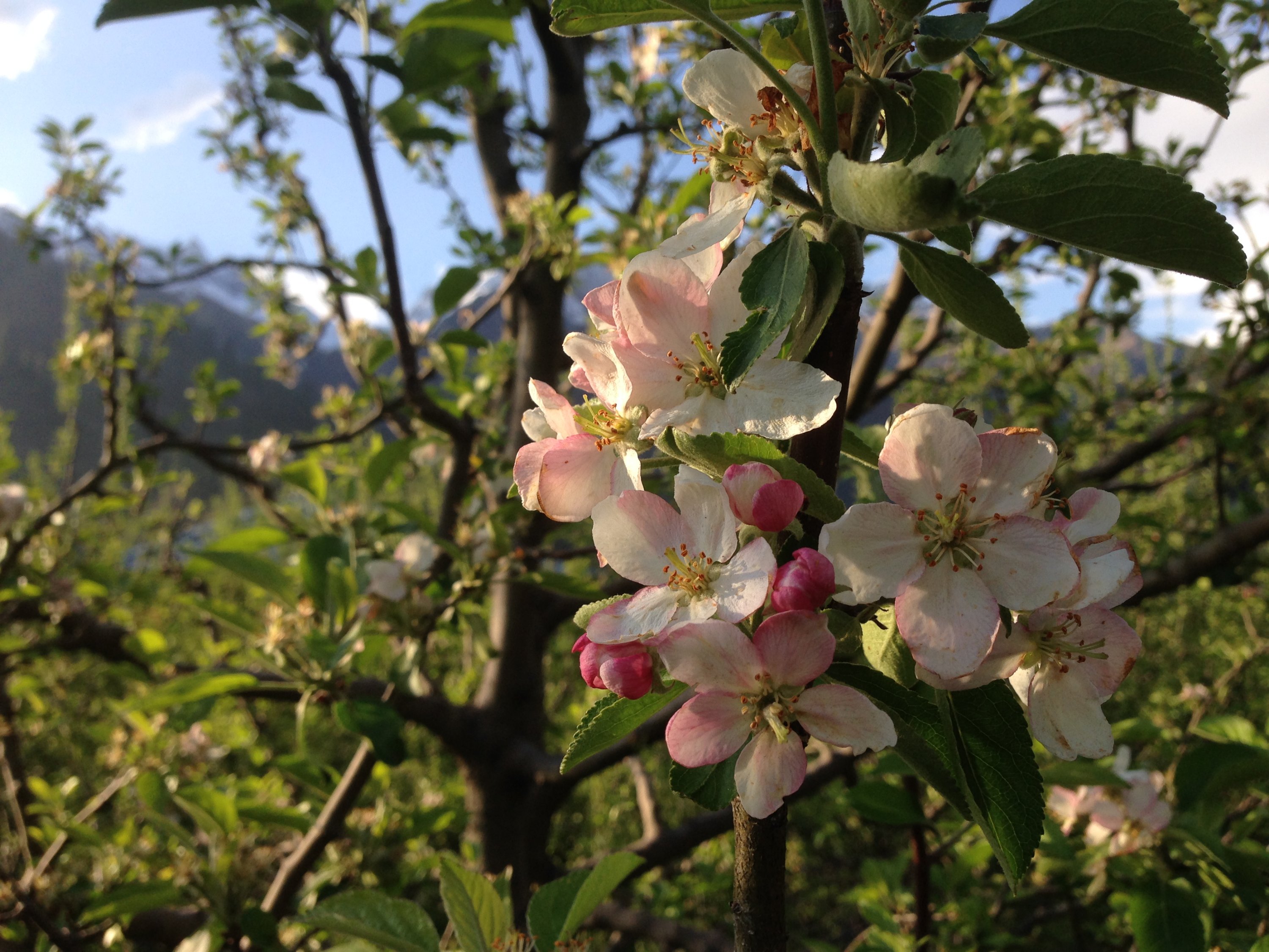 Without You – Pushpender Rathee